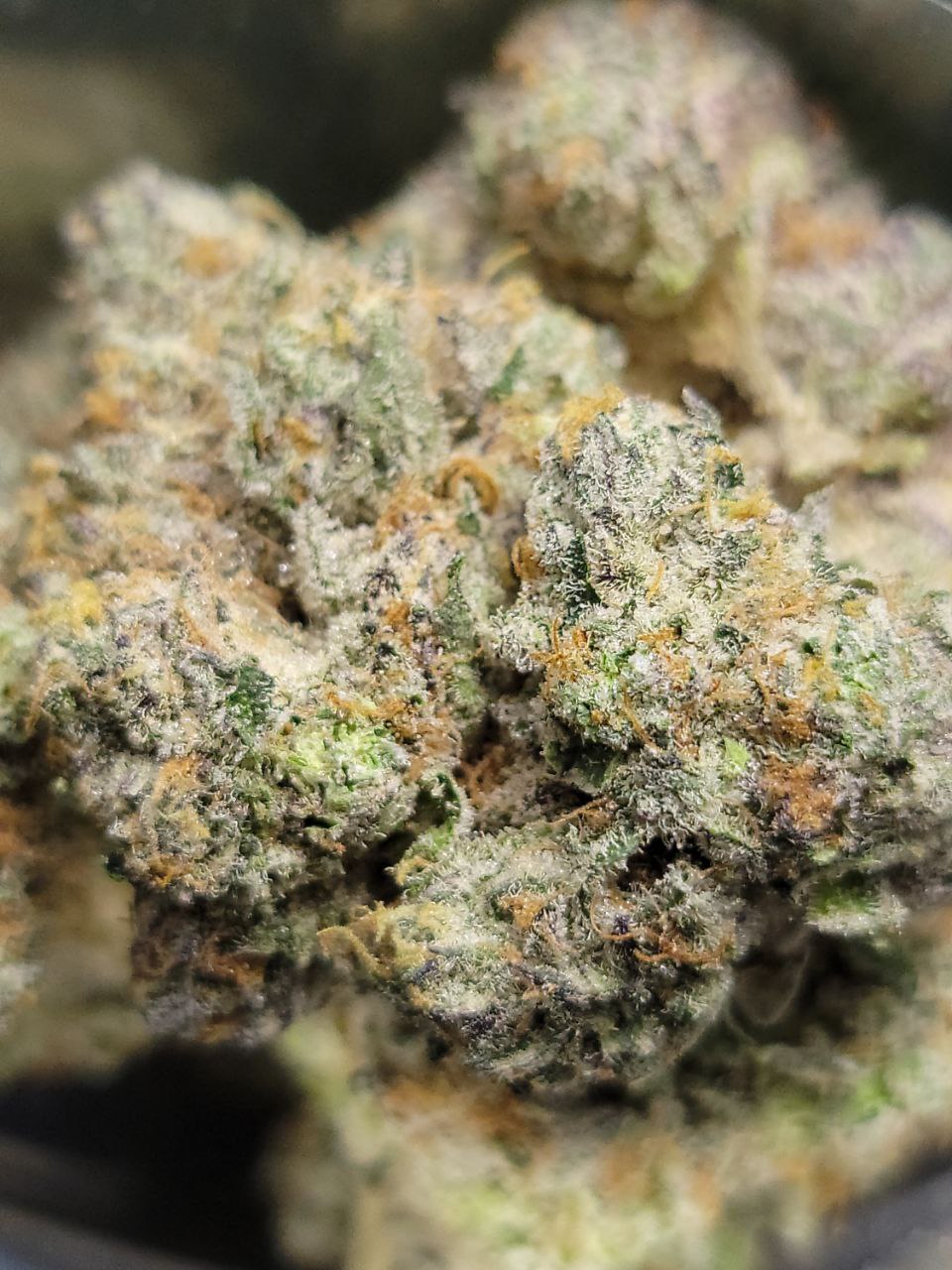 Blue Lobster AAAA+++ 14G - Krown Kush